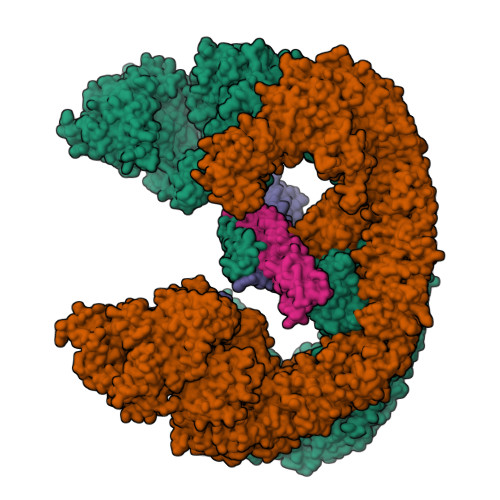 RCSB PDB - 8AUW: Cryo-EM structure of human BIRC6 in complex with SMAC.