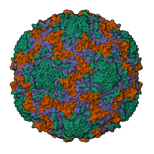RCSB PDB - 8AY4: Human rhinovirus 2 virion in situ