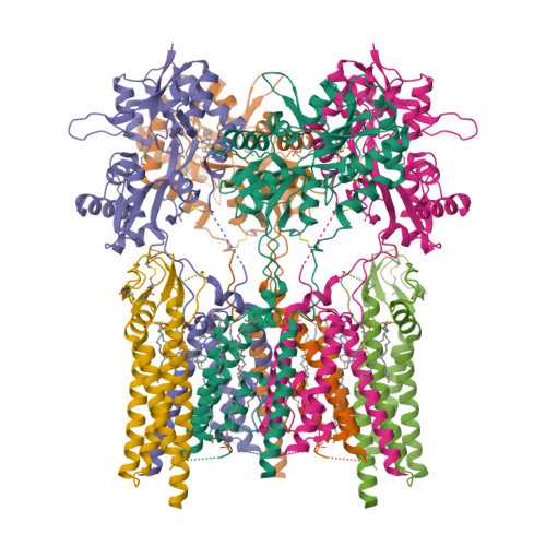 RCSB PDB - 8AYO: Open state GluA1/A2 AMPA receptor in complex with TARP ...