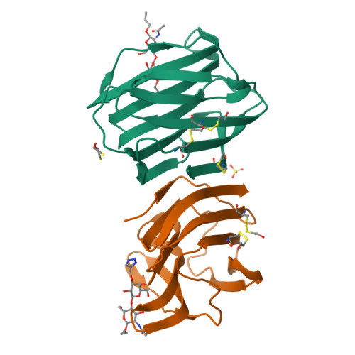 RCSB PDB - 8B0W: Galectin-1 in Complex with Ligand MG49