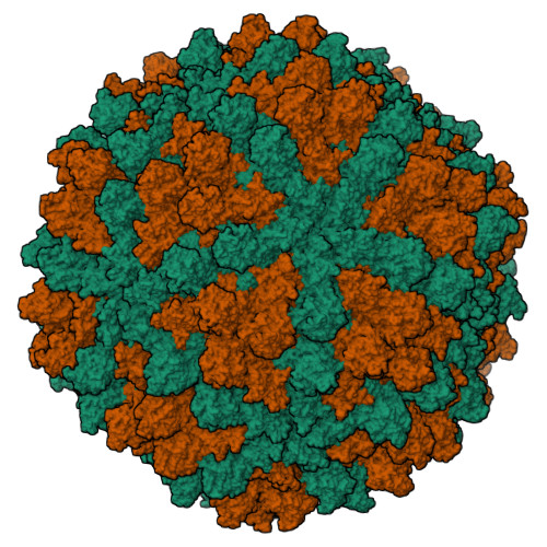 RCSB PDB - 8B4Z: Rosellinia necatrix megabirnavirus 1-W779 full capsid