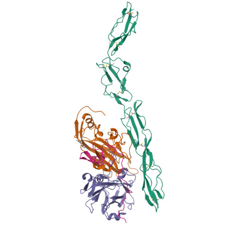 RCSB PDB - 8B9F: Structure of Echovirus 11 complexed with DAF (CD55 ...
