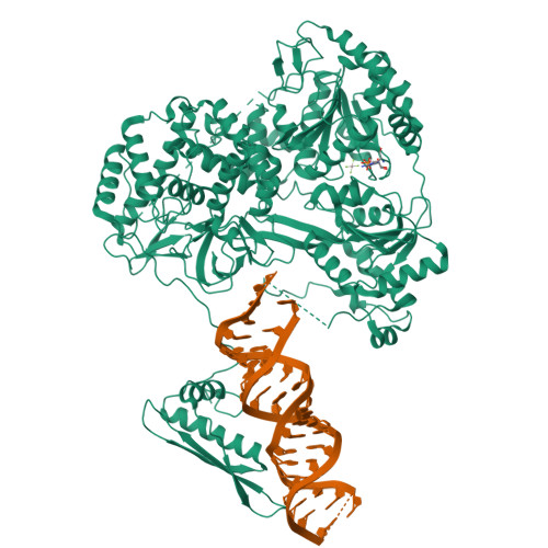 RCSB PDB - 8B9K: Cryo-EM structure of MLE in complex with ADP:AlF4 and ...