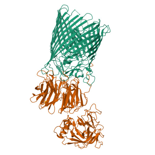 RCSB PDB - 8BLW: Vitamin B12 transporter BtuB1 with lipoprotein BtuG1 ...