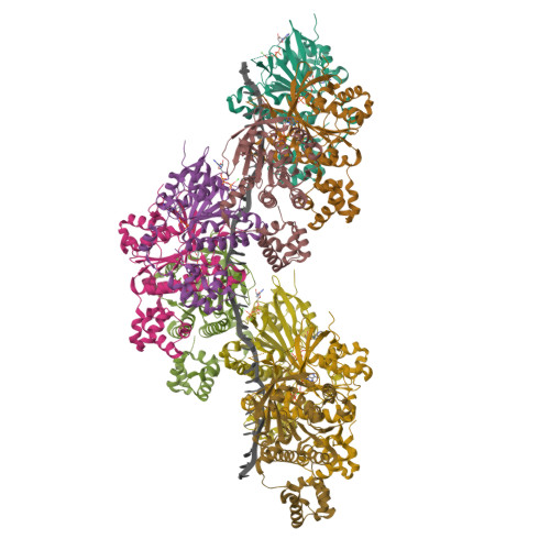 RCSB PDB - 8BQ2: CryoEM structure of the pre-synaptic RAD51 ...