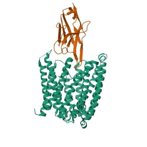 RCSB PDB - 8C02: Structure of SLC40/ferroportin in complex with ...