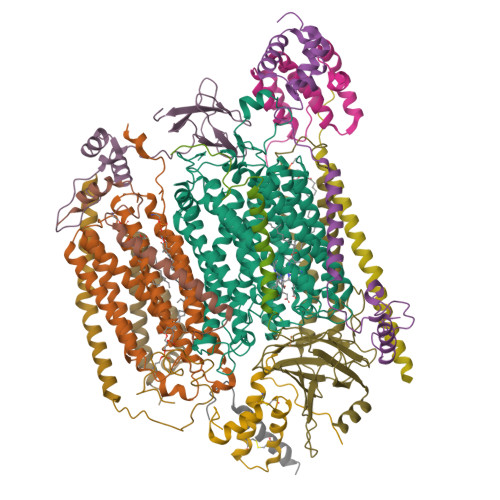 RCSB PDB - 8C8Q: Cytochrome c oxidase from Schizosaccharomyces pombe