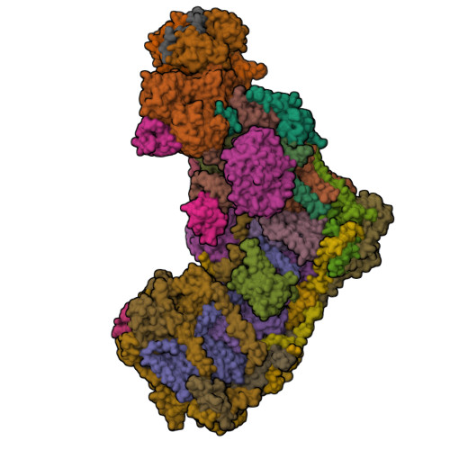 RCSB PDB - 8CA5: Cryo-EM structure NDUFS4 knockout complex I from Mus ...