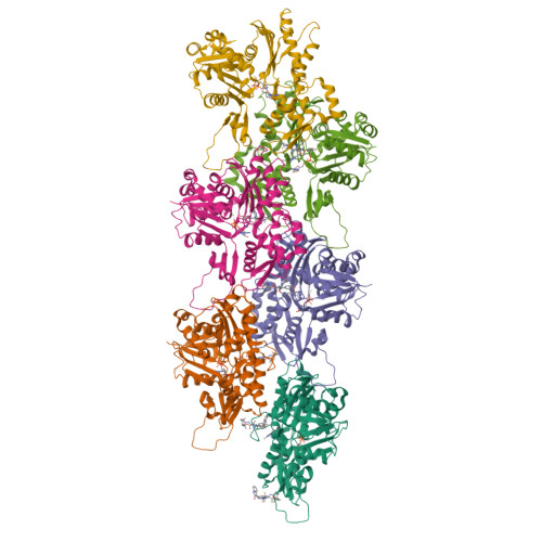 RCSB PDB - 8CCO: JAS-stabilized F-ActinII from Plasmodium falciparum
