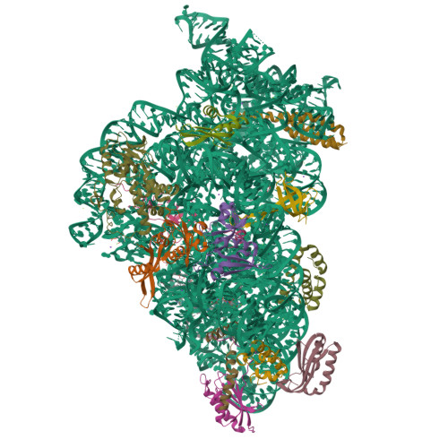 RCSB PDB - 8CGR: Apramycin bound to the 30S body