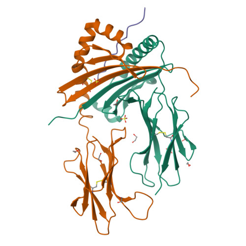 RCSB PDB - 8CMI: Human Leukocyte Antigen class II allotype DR1 ...