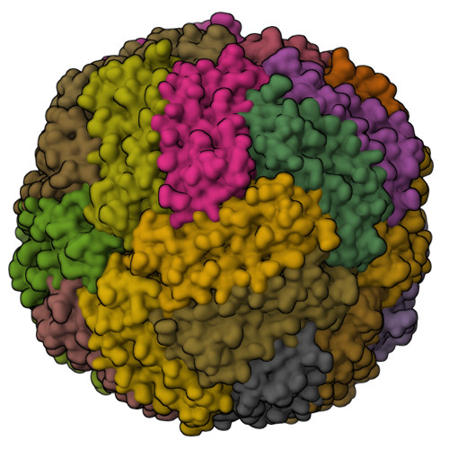 RCSB PDB - 8CPV: Human apoferritin