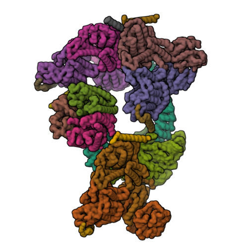 RCSB PDB - 8CSL: Sub-tomogram averaging of erythrocyte ankyrin-1 complex