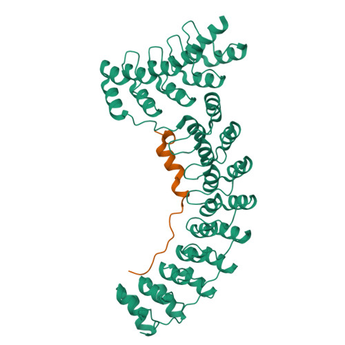 RCSB PDB - 8CSV: Local refinement of Anykyrin-1 (N-terminal half of ...