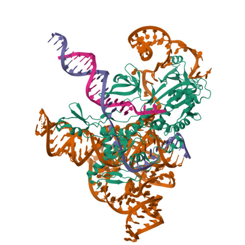 RCSB PDB - 8CSZ: IscB and wRNA bound to Target DNA