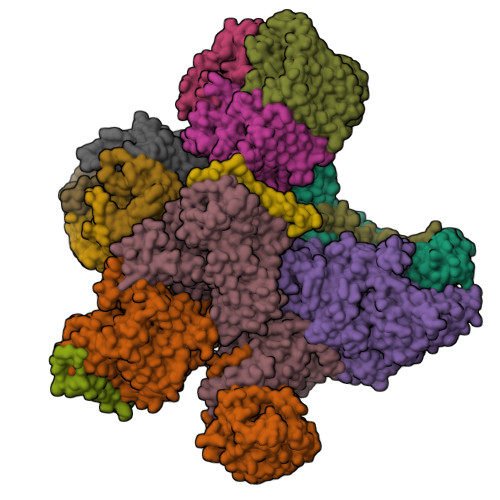 RCSB PDB - 8CTE: Class 2 of erythrocyte ankyrin-1 complex (Composite map)