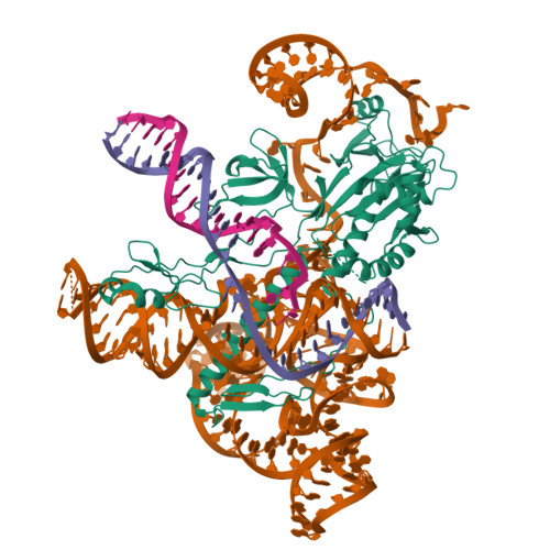 RCSB PDB - 8CTL: IscB and wRNA bound to Target DNA (locked state)