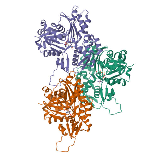 RCSB PDB - 8D14: Helical ADP-Pi-F-actin