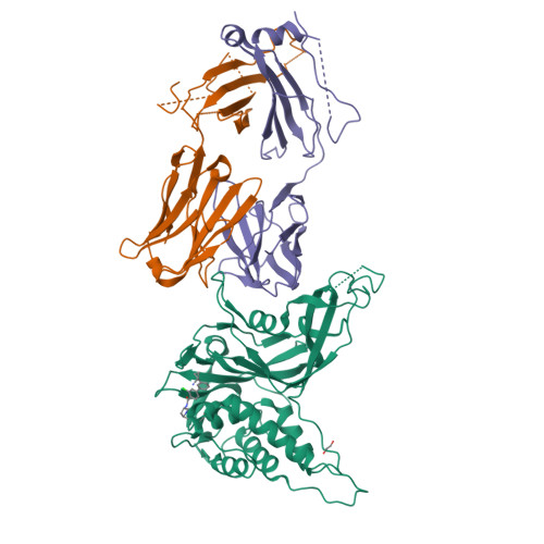 RCSB PDB - 8D1T: Crystal structure of human USP30 in complex with a ...