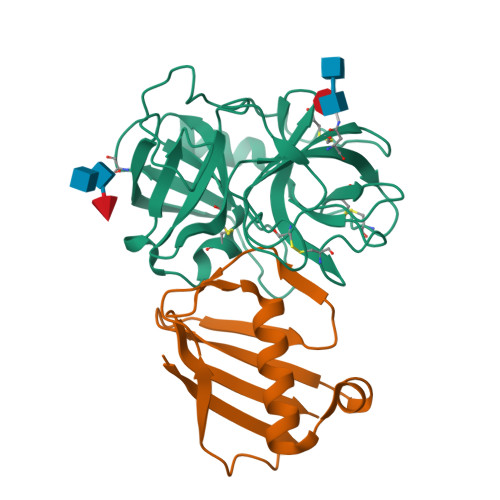 RCSB PDB - 8D4U: Crystal Structure of Neutrophil Elastase Inhibited by ...