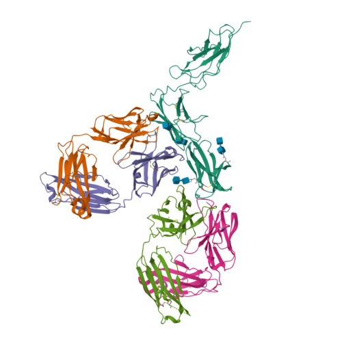 RCSB PDB - 8D7E: Cryo-EM structure of human CNTFR alpha in complex with ...