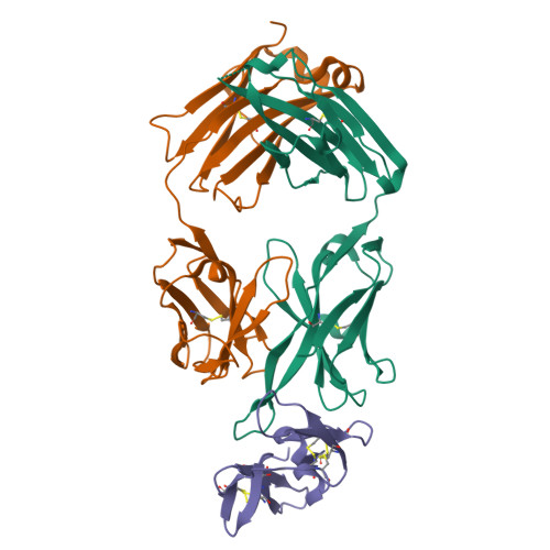 RCSB PDB - 8DFG: Crystal structure of potently neutralizing human ...