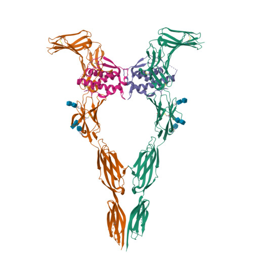RCSB PDB - 8DFP: Ectodomain of full-length KIT(DupA502,Y503)-SCF dimers