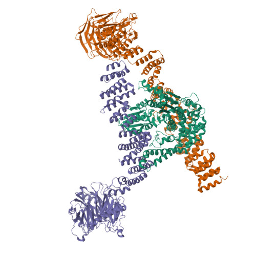 RCSB PDB - 8DIT: Cryo-EM structure of a HOPS core complex containing ...