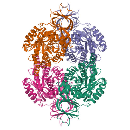 RCSB PDB - 8DNM: Human Brain Dihydropyrimidinase-related protein 2