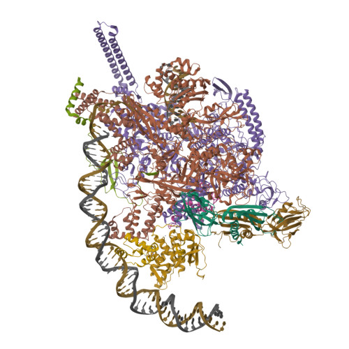 RCSB PDB - 8DY7: Streptomyces venezuelae RNAP transcription open ...