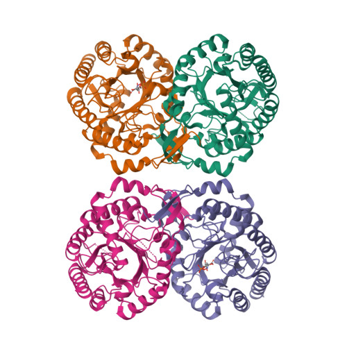 RCSB PDB - 8E0T: DAHP (3-deoxy-D-arabinoheptulosonate-7-phosphate ...