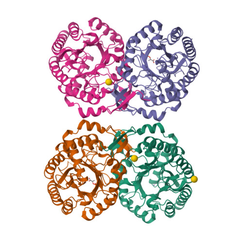 RCSB PDB - 8E0V: DAHP (3-deoxy-D-arabinoheptulosonate-7-phosphate ...