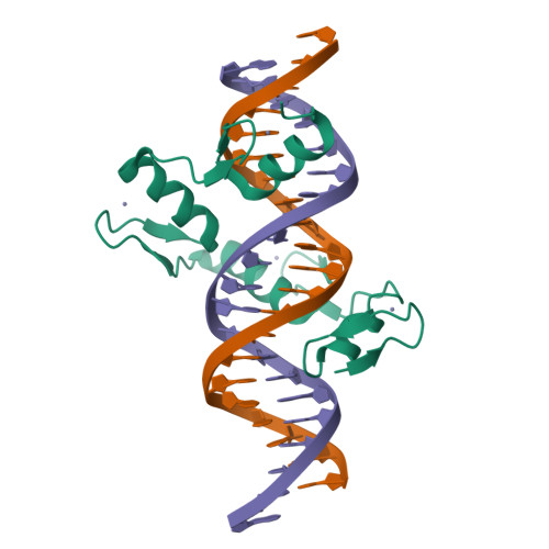 RCSB PDB - 8E3E: ZBTB7A Zinc Finger Domain Bound to DNA Duplex ...