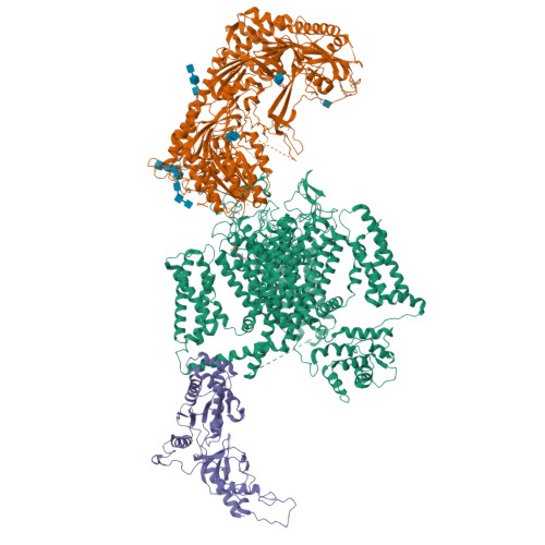 RCSB PDB - 8E59: Human L-type voltage-gated calcium channel Cav1.3 in ...