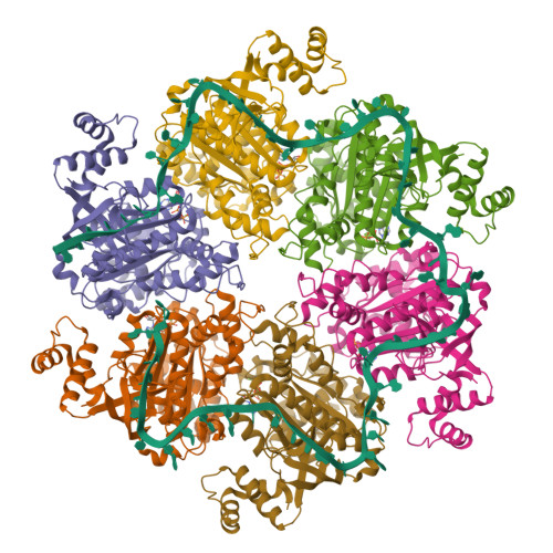 RCSB PDB - 8E6W: Escherichia coli Rho-dependent transcription pre ...