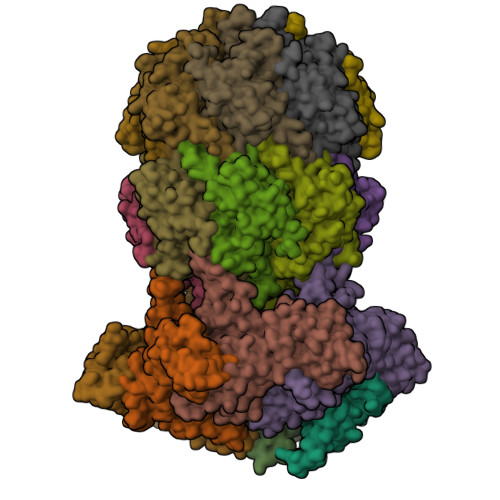 RCSB PDB - 8E91: Cryo-EM structure of substrate-free ClpX.ClpP