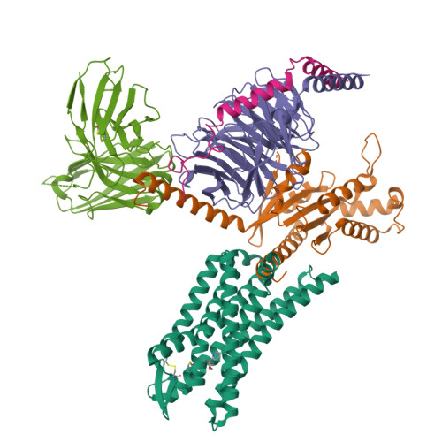 RCSB PDB - 8EFB: Oliceridine-bound mu-opioid receptor-Gi complex