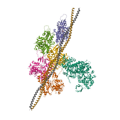 RCSB PDB - 8EFI: Helical reconstruction of the human cardiac actin ...