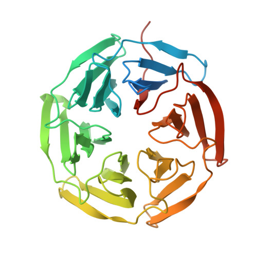 RCSB PDB - 8EHV: Kelch domain of human KEAP1 bound to Nrf2 cyclic ...