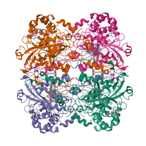 RCSB PDB - 8EL9: Cryo-EM structure of human catalase