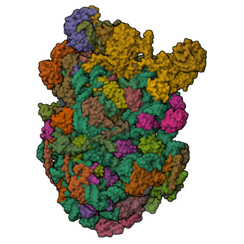 RCSB PDB - 8ESQ: Ytm1 associated nascent 60S ribosome State 2
