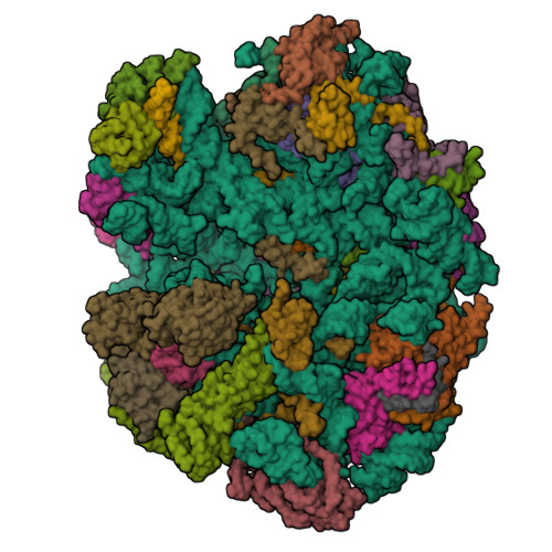 RCSB PDB - 8ETC: Fkbp39 associated nascent 60S ribosome State 4