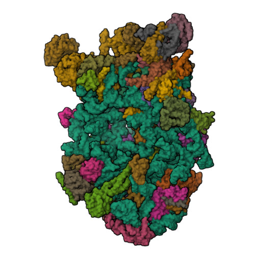 RCSB PDB - 8ETG: Fkbp39 associated 60S nascent ribosome State 3