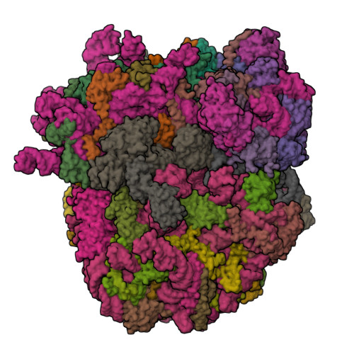 RCSB PDB - 8EVR: Hypopseudouridylated yeast 80S bound with Taura ...