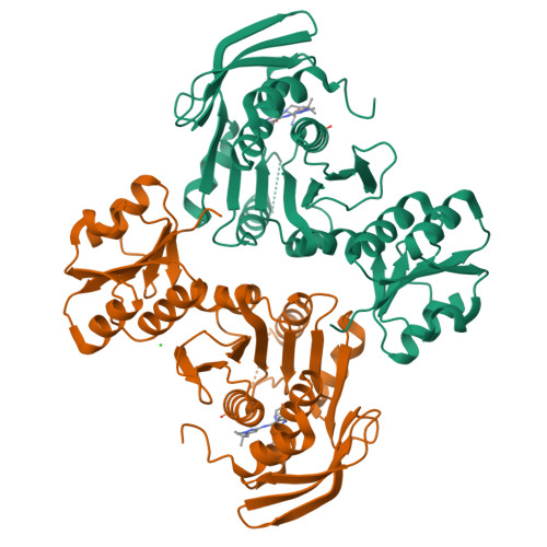 RCSB PDB - 8EWA: Crystal Structure of UDP-N-acetylmuramate-L-alanine ...