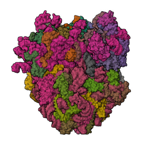 RCSB PDB - 8EWC: Hypopseudouridylated yeast 80S bound with Taura ...