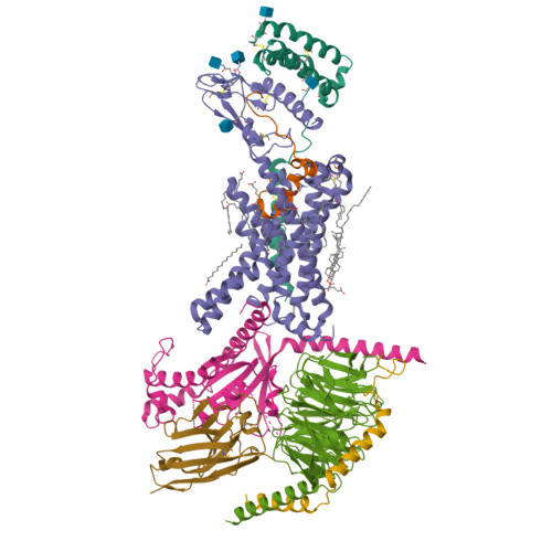 RCSB PDB - 8F0K: Human Amylin3 Receptor in complex with Gs and ...