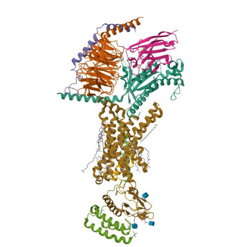 RCSB PDB - 8F2B: Amylin 3 Receptor in complex with Gs and Pramlintide ...