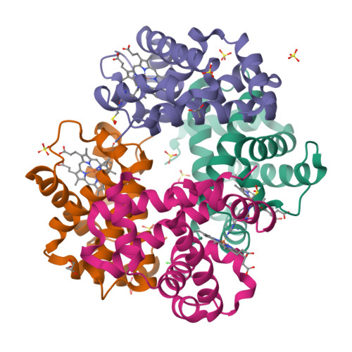 RCSB PDB - 8FDL: Human Hemoglobin with Nitrosochloramphenicol