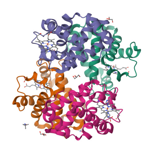 RCSB PDB - 8FDN: Human Hemoglobin with N-tertbutylhydroxylamine